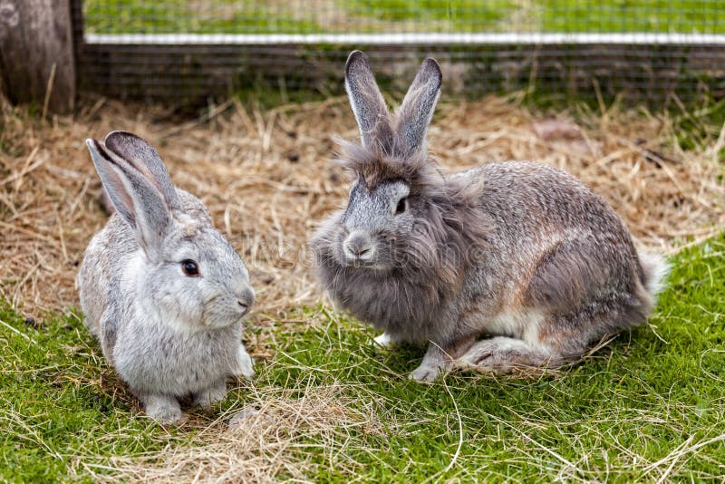 Couple of rabbits stock photo. Image of animals, rabbits - 98683638