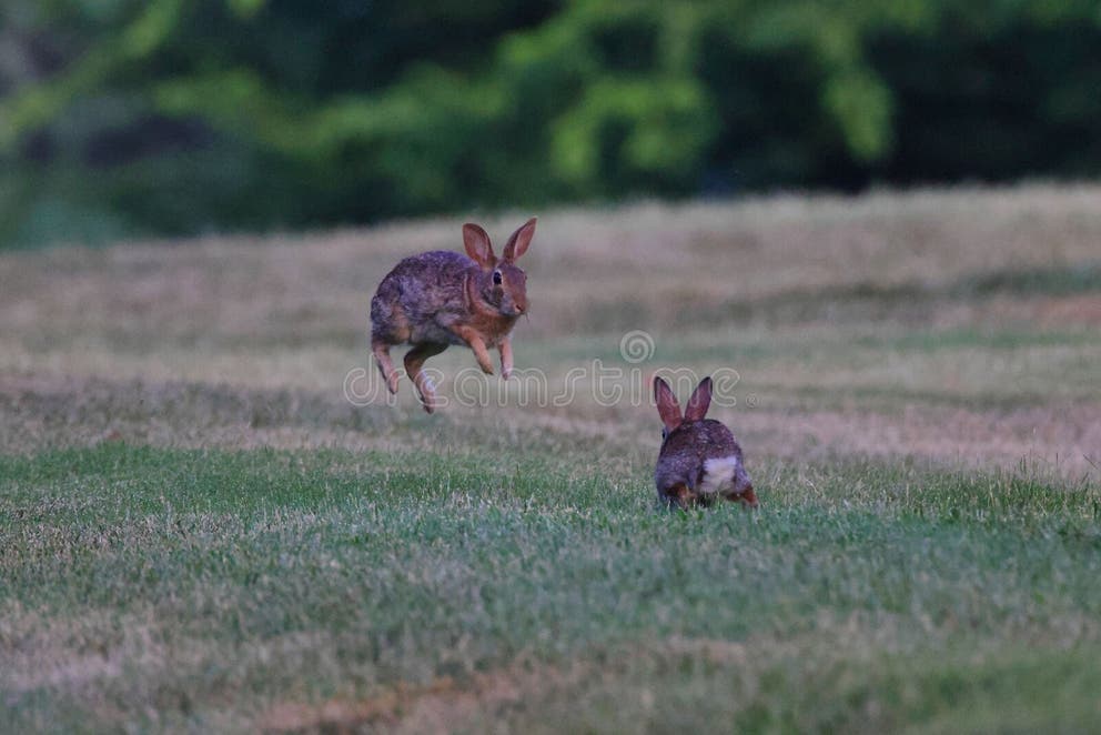 Couple of Rabbits Running in a Field Stock Photo - Image of animal ...