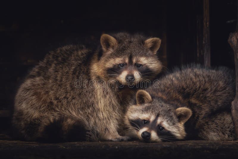 Raccoons Couple in Black and White Stock Photo - Image of omnivores ...