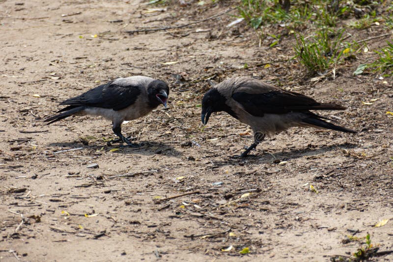 Couple of Ravens Corvus Cornix Near Pond Stock Image - Image of bamp ...