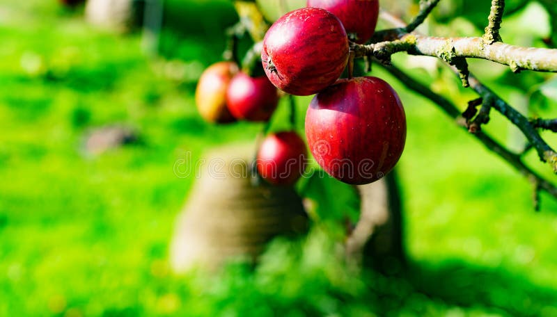 Couple of Red Apples on a Tree in the Sun Stock Photo - Image of ...