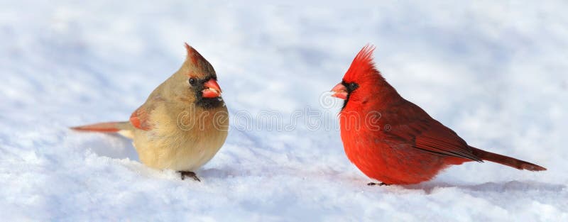 Couple of Red Cardinal in Snow Stock Photo - Image of beauty, winter ...