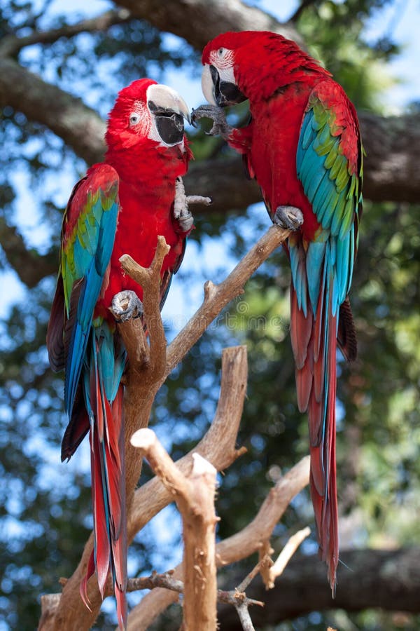 Couple red parrots in love stock photo. Image of tree - 27725212