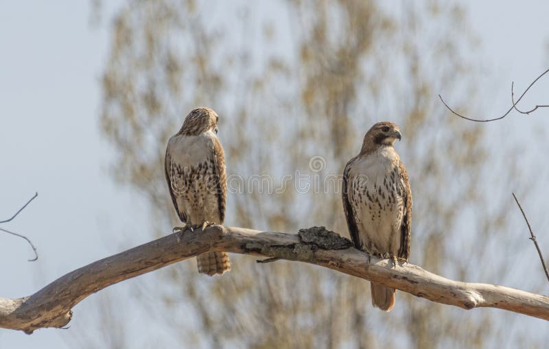 Couple of Red-tailed-hawks Perched on a Tree Branch Stock Image - Image ...