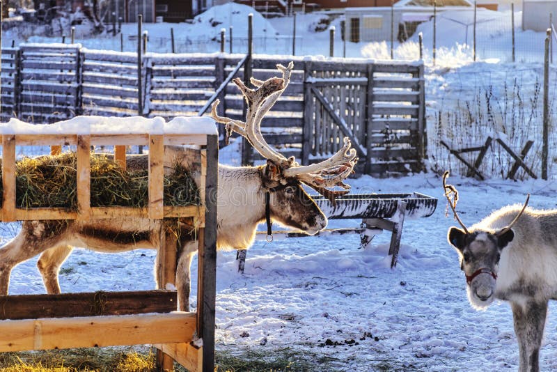 Couple of Reindeer in a Snowy Feeding Area Stock Photo - Image of grass ...