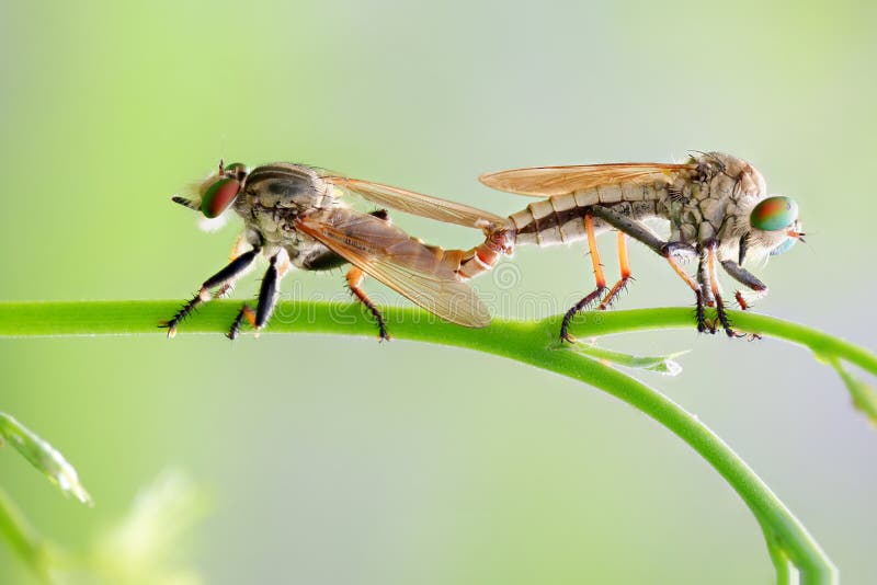 Couple robber fly stock photo. Image of green, pest - 262218594