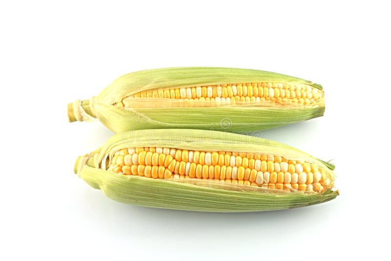 Couple of Row Corn stock photo. Image of corn, object - 17718942