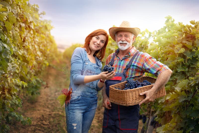 Couple in between Rows of Vines Stock Photo - Image of grape, harvest ...