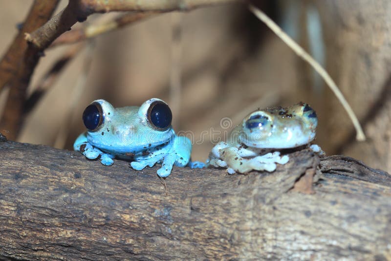 Ruby Eyed Treefrog Stock Photos - Free & Royalty-Free Stock Photos from ...