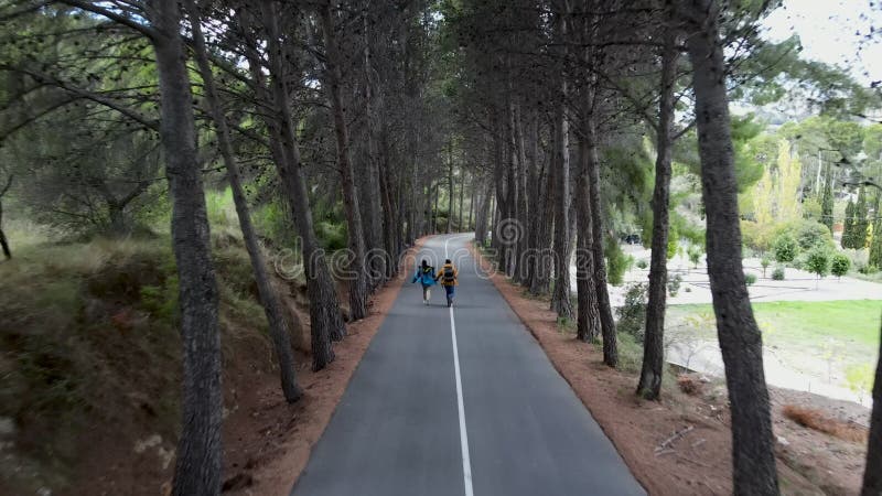 Path Lined with Tree Roots in Lembang, Bandung, Indonesia Stock Footage ...