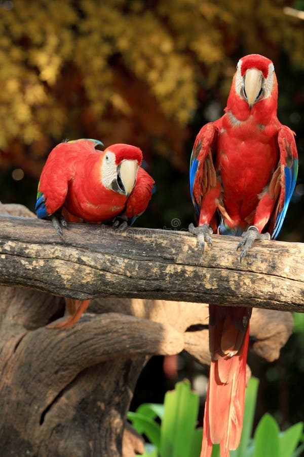 Group parrot macaws stock photo. Image of macaw, nature - 27770200