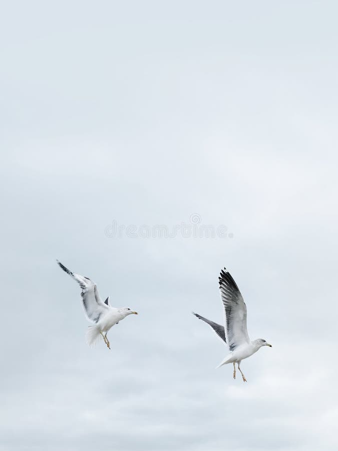 Couple of seagulls flying stock image. Image of wing - 211693729