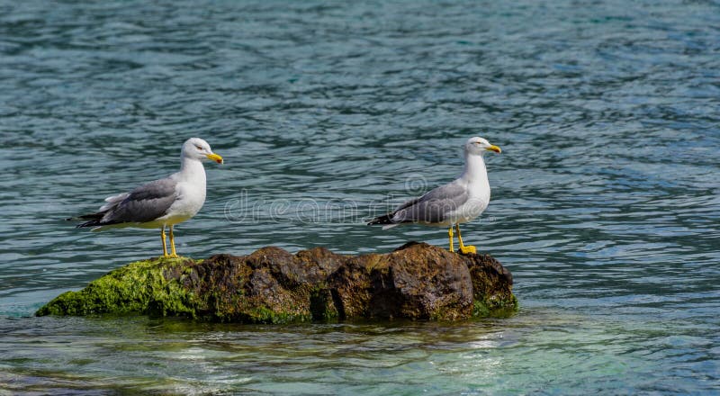 Couple of Seagulls on the Rocks Stock Photo - Image of shore, outdoor ...