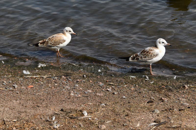 A Couple of Seagulls stock image. Image of outdoors - 333680975