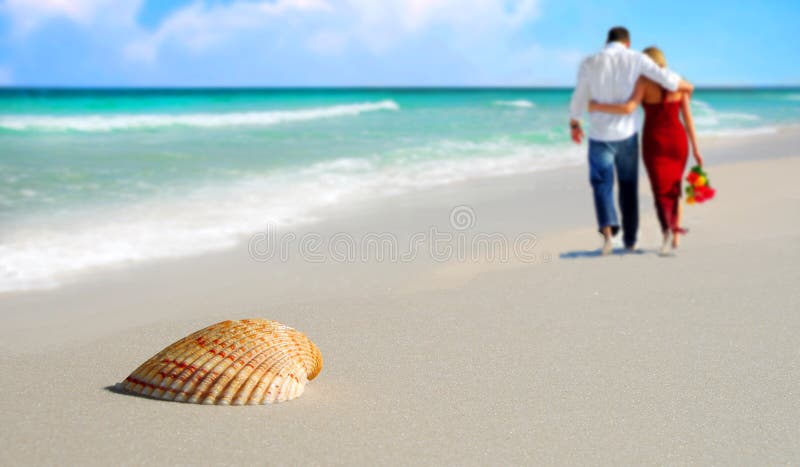 Seashell on Beach Under Palm Stock Image - Image of tidal, gulf: 5622009