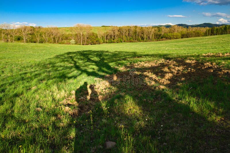 Couple Shadow Under the Tree on Green Meadow in Beautiful Sunny Day ...