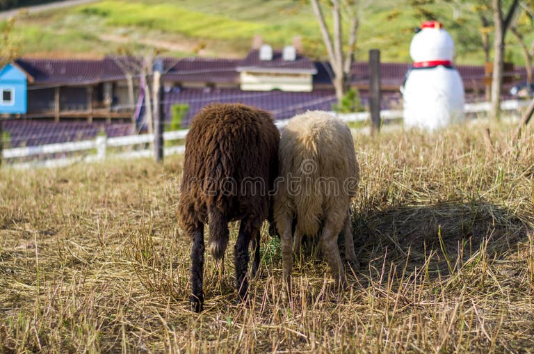 Sheep Buttock Stock Photos - Free & Royalty-Free Stock Photos from ...