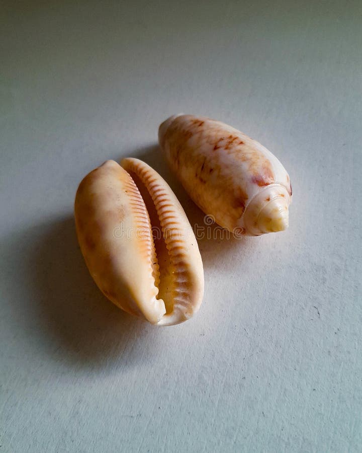 A Couple from Shells Far from the Beach Stock Image - Image of ...