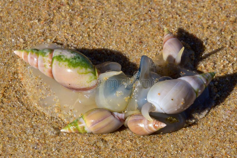 Couple of Shells Laying on Top of Sand on a Beach Stock Photo - Image ...