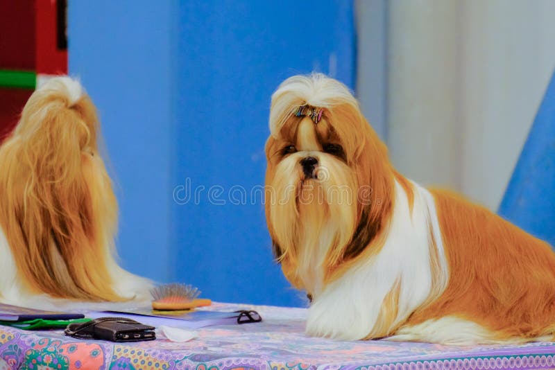 A Couple of Shih Tsu Dog in an Exposition Stock Image - Image of ...