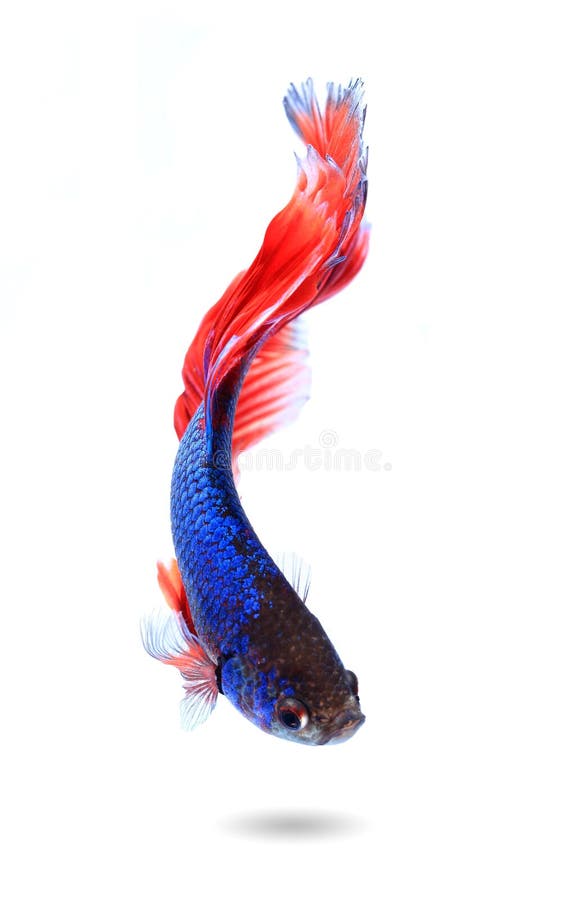 Fancy Siamese Fighting Fish, Betta Fish Stock Photo - Image of aquarium ...