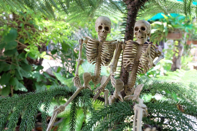 Couple of Skeletons Under the Pine Trees Stock Image - Image of happy ...