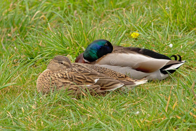 Sleeping Drake Mallard stock photo. Image of duck, tidal - 10166282