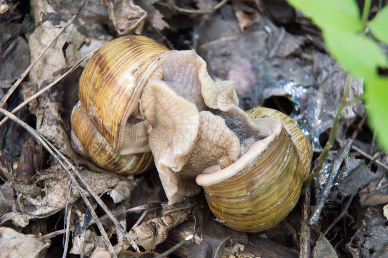 Couple of snails dancing stock image. Image of sexual - 72246679