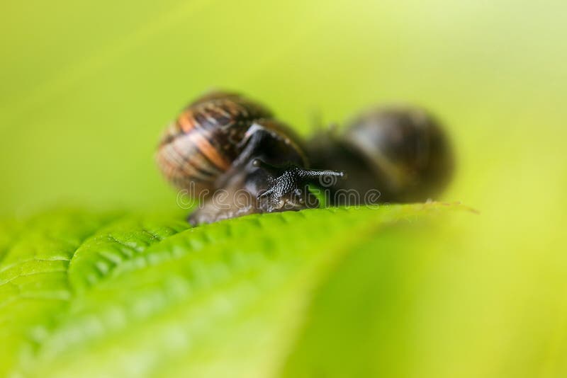 Snail Couple Kiss Stock Photos - Free & Royalty-Free Stock Photos from ...