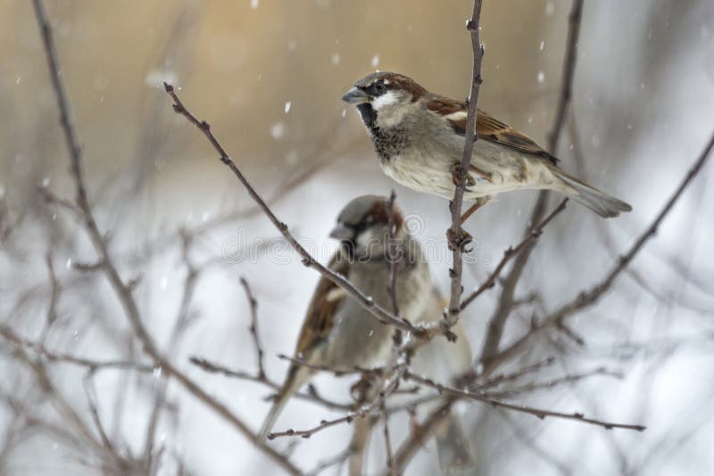 A Couple of Sparrows in Winter. Stock Image - Image of hungry, bird ...