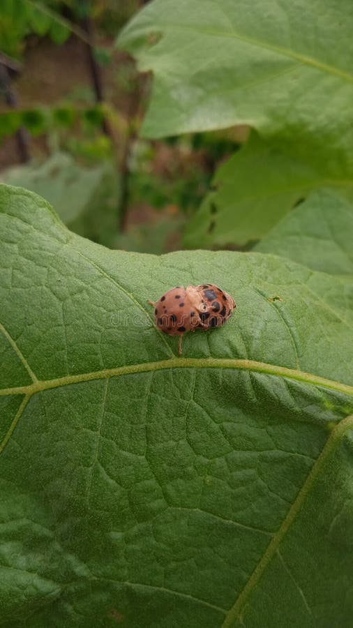 A Couple of 28 Spotted Ladybug Stock Photo - Image of plant, couple ...