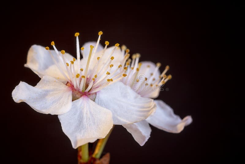 A Couple of Spring Flowers at Black Background Stock Image - Image of ...