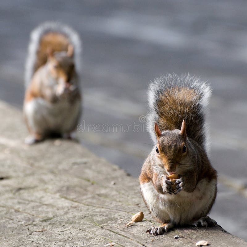 The Proud Chipmunk stock image. Image of rodent, peanut - 1374141