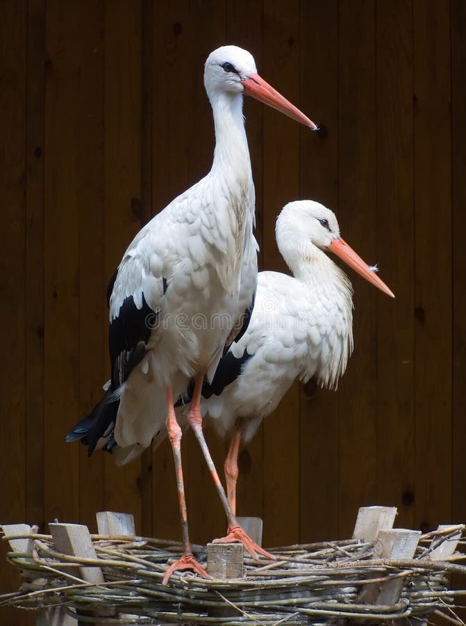 Couple stork stock photo. Image of love, beak, beauty, couple - 873348