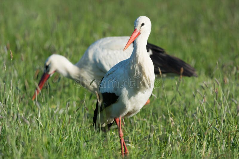 Couple Storks stock image. Image of nature, grass, animals - 40079577