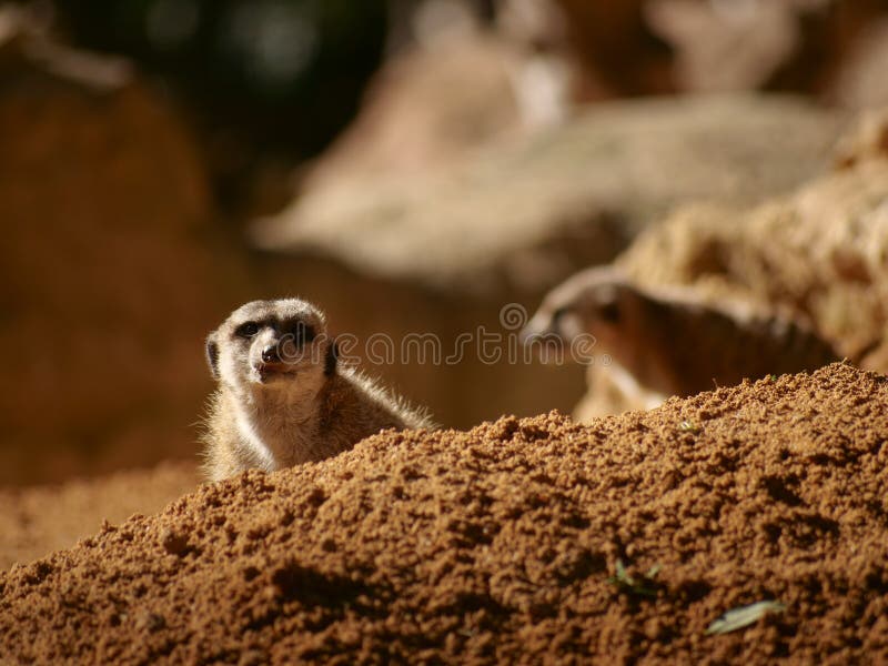 A Couple of Suricatas Taking Precautions Stock Image - Image of animal ...