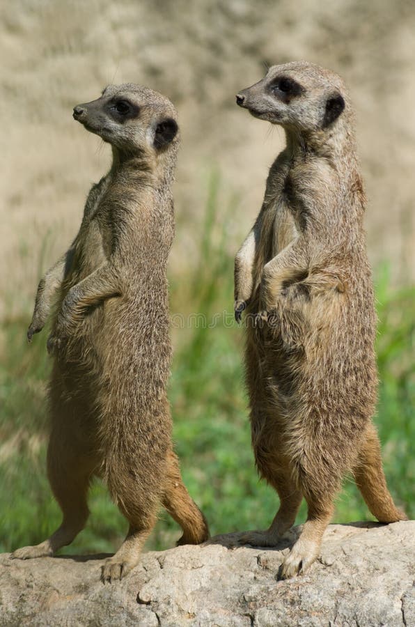 Couple of suricates stock image. Image of gnawing, creature - 46130937