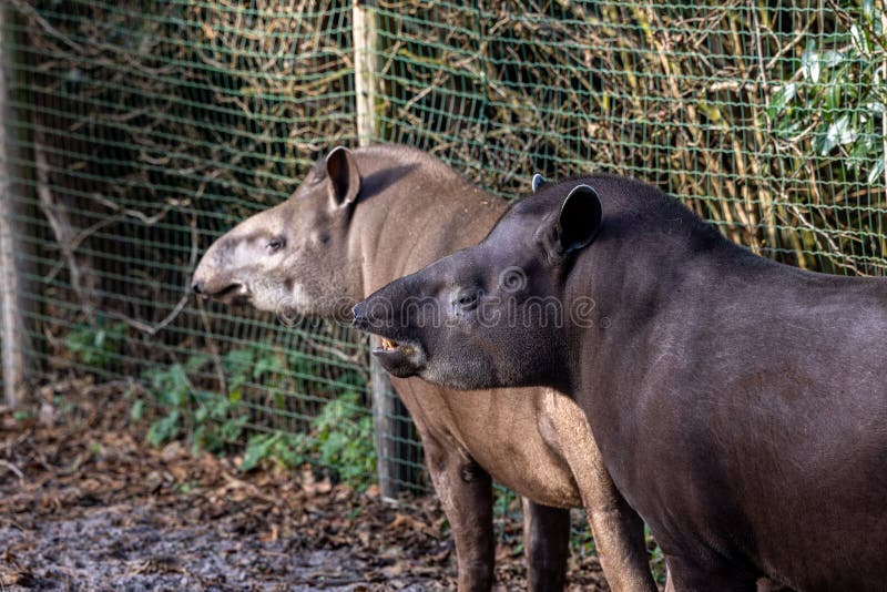 Couple of tapirs in a zoo stock image. Image of tapir - 268010115