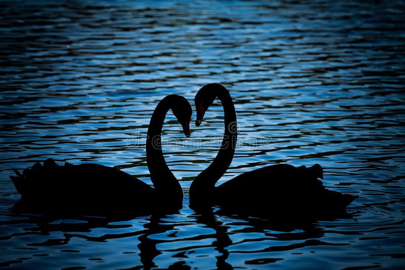 Couple stock photo. Image of environment, closeup, black - 57803072