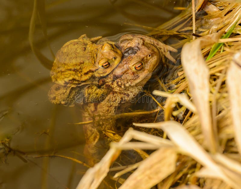 Couple of Toads Mating in Water Stock Photo - Image of closeup, ground ...