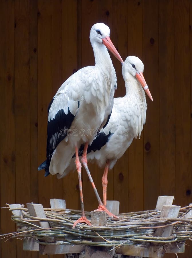 Flamingos stock photo. Image of atlantic, lagartos, exotic - 1010700