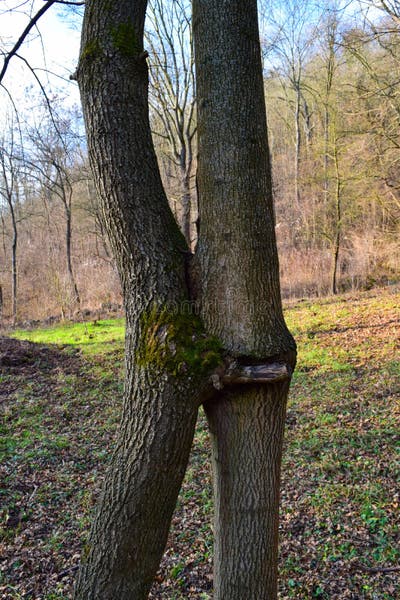 Couple of trees stock photo. Image of hugging, landscape - 128410484