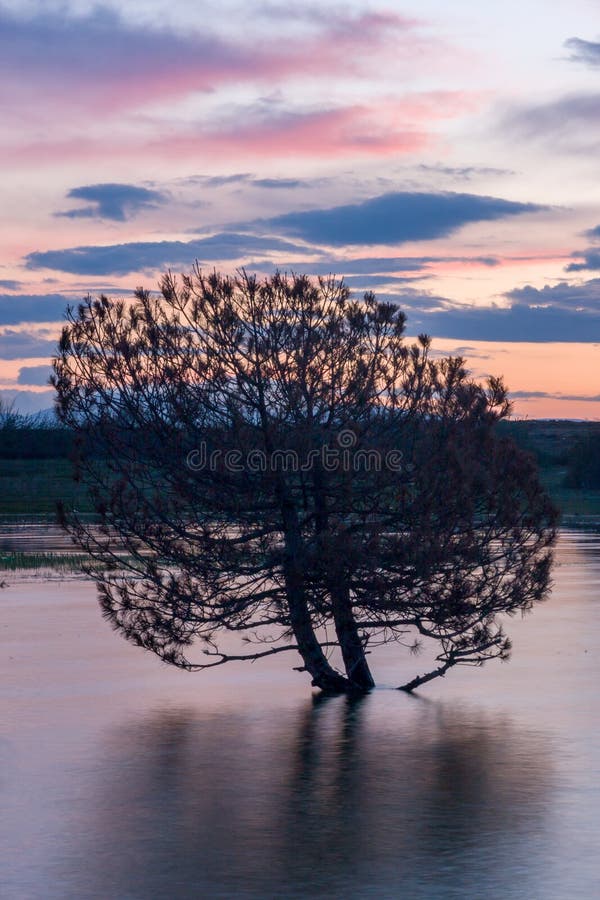 Couple of Trees in the Lake of Sevan Stock Photo - Image of countryside ...