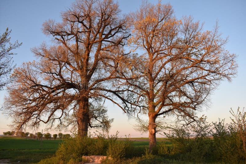 Couple of trees stock image. Image of tree, love, ecology - 96069895