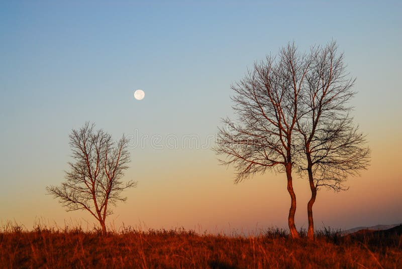 Moon lit Wilderness stock photo. Image of sundown, moonlit - 23063412