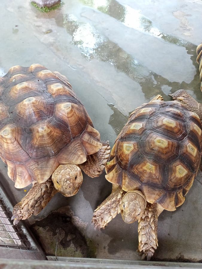 The Couple of Turtle stock photo. Image of couple, turtle - 267024254