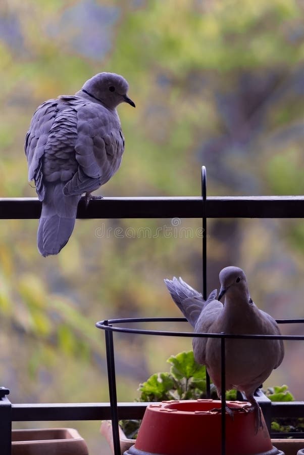 Couple of Turtle Doves or Pigeons Perched on a Balcony Stock Photo ...