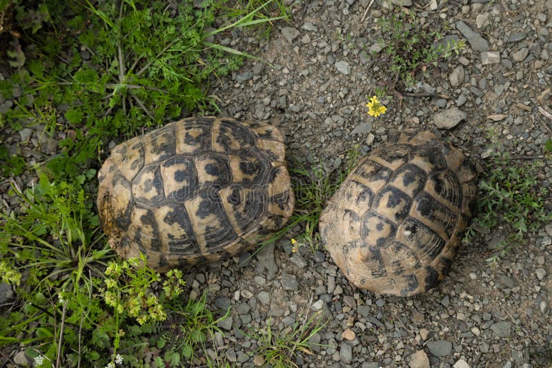 Couple of Turtles in the Meadow, Exotic Animals in the Wild Stock Photo ...