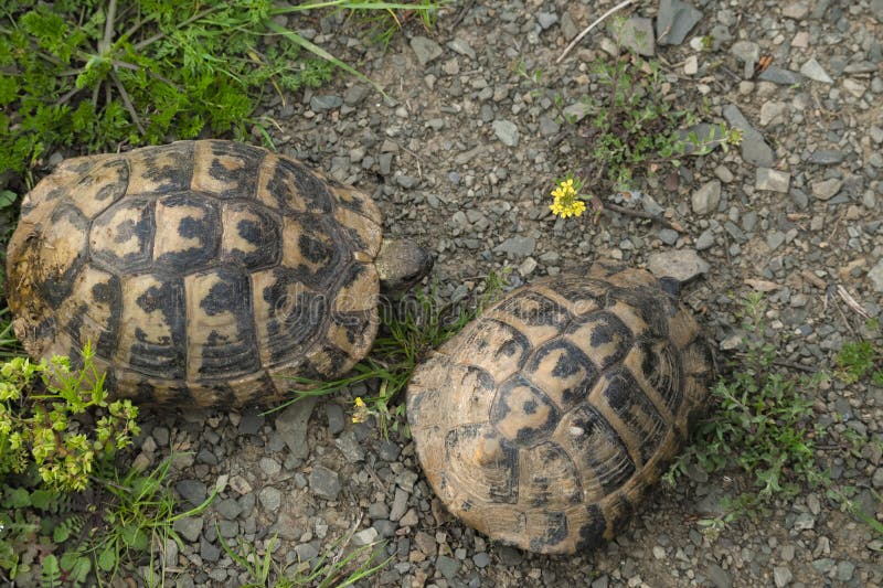 Couple of Turtles in the Meadow, Exotic Animals in the Wild Stock Image ...