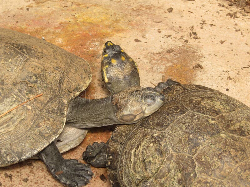 Couple of turtles stock photo. Image of calm, hard, tongue - 8150888